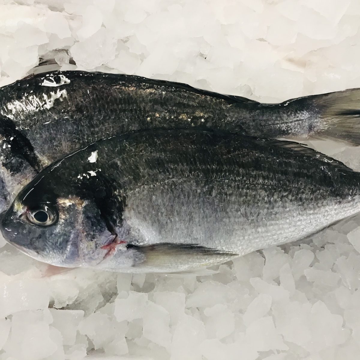 Whole Fish – Sailbrand